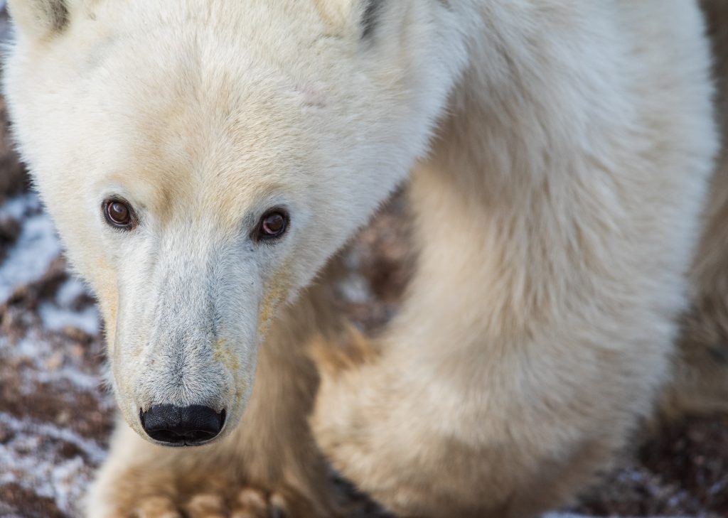 Le Manitoba, une porte sur la nature sauvage - Mon Voyage, Mon Agence